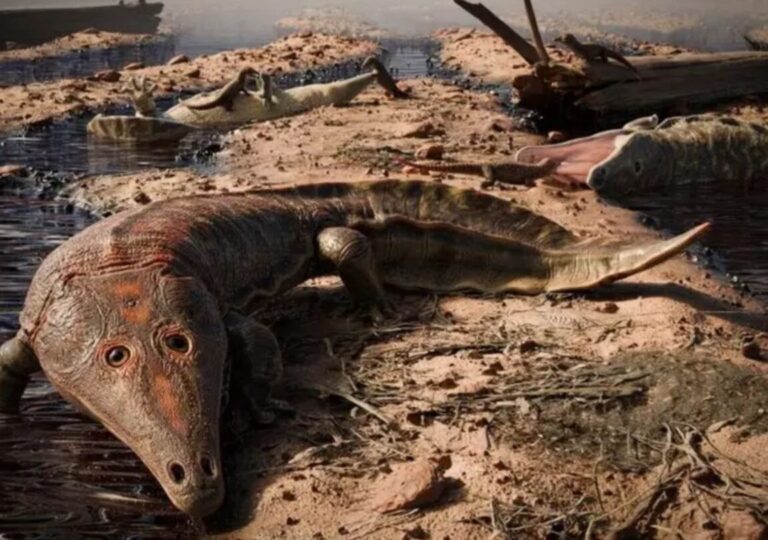 Anfibi Animali Esempi: Scopri Le Meraviglie Del Mondo Anfibio! · [ 2025 ]